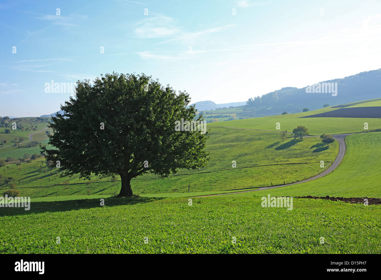 Tree on a hill hi-res stock photography and images - Alamy
