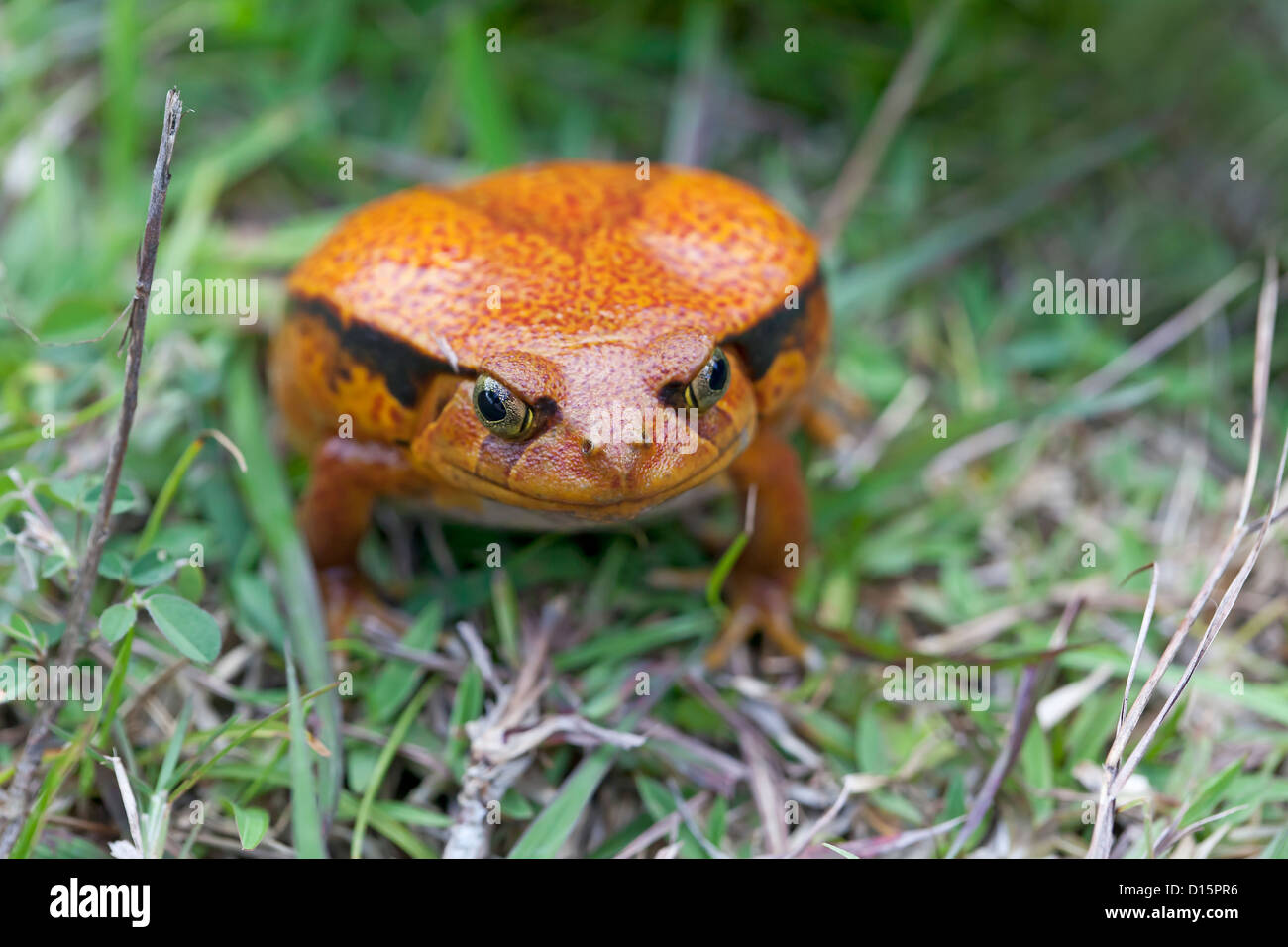 Tomato frog dyscophus antongili madagascar hi-res stock photography and ...