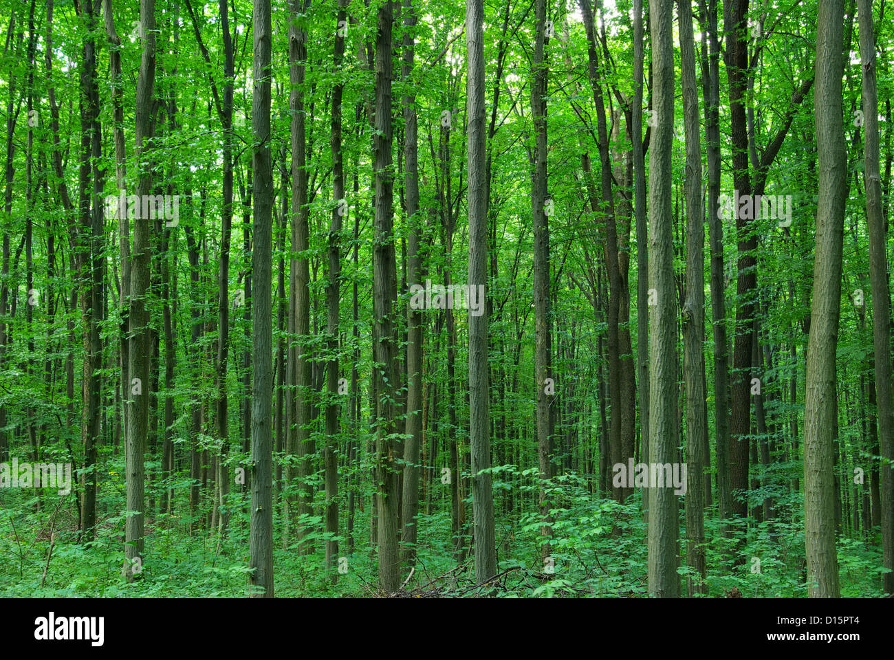 Morning sun in the forest hi-res stock photography and images - Alamy