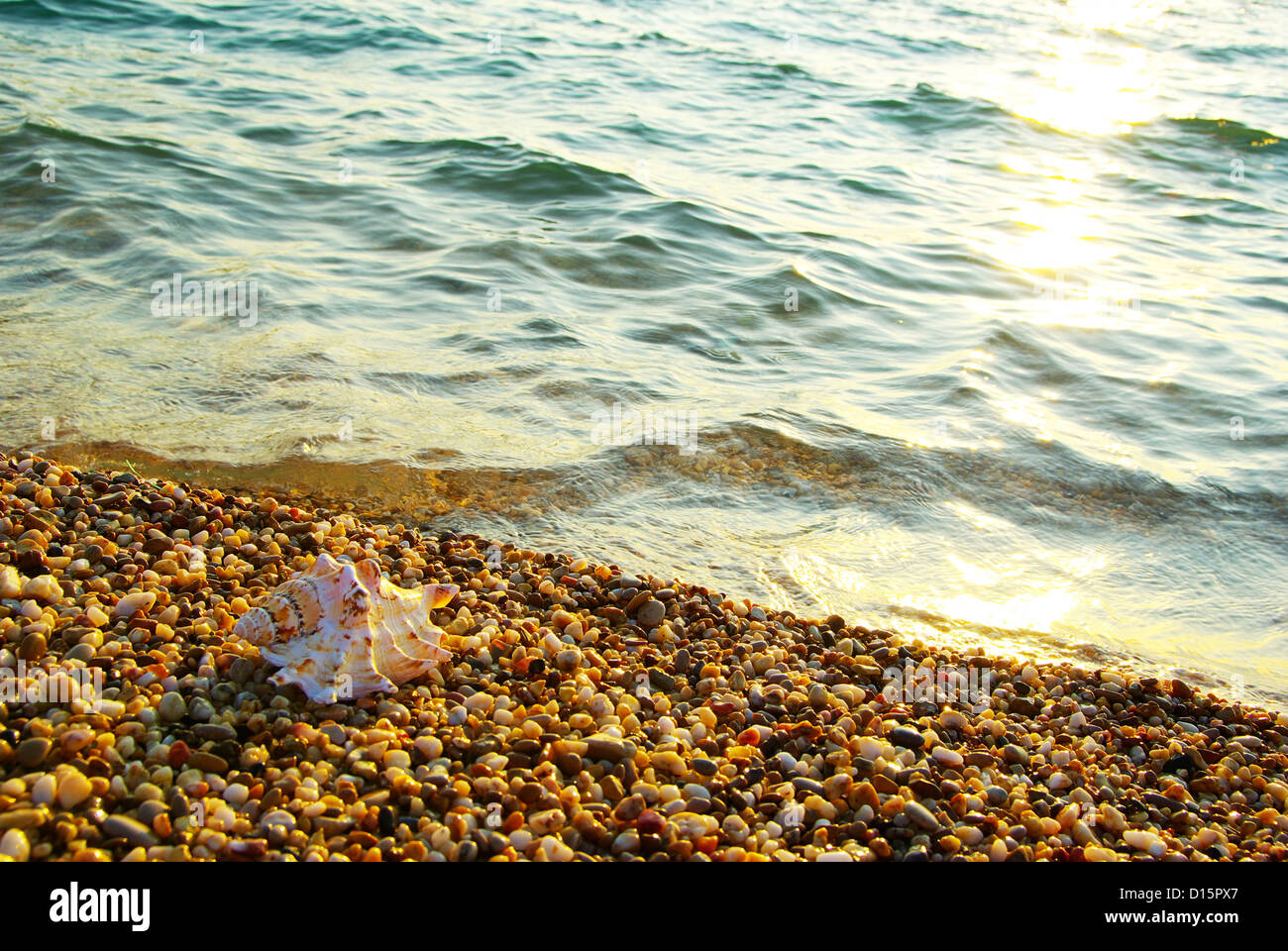 Conch Shell On Beach High Resolution Stock Photography and Images - Alamy
