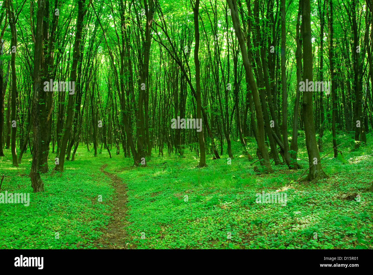 Early morning sun in the green forest Stock Photo - Alamy