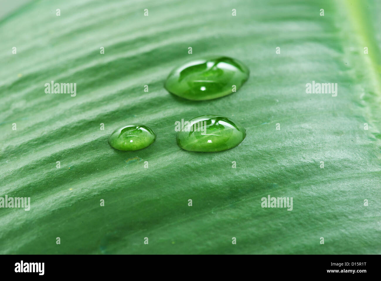 drops on green plant leaf Stock Photo - Alamy