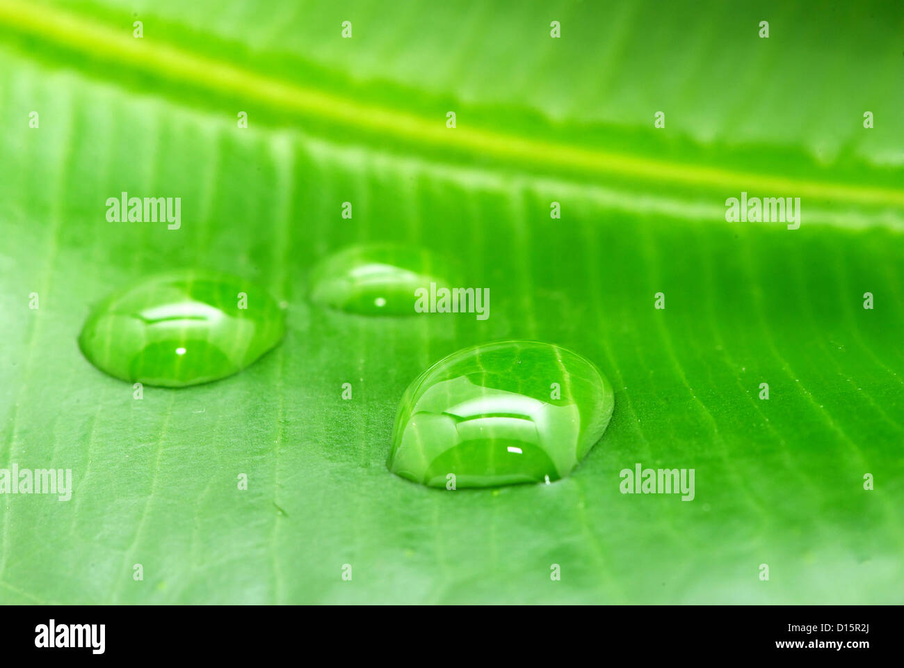 drops on green plant leaf Stock Photo - Alamy