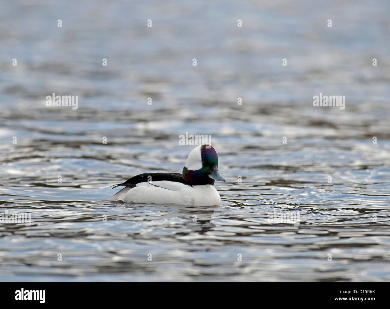 An adult male Bufflehead American sea duck. SCO 8867 Stock Photo - Alamy