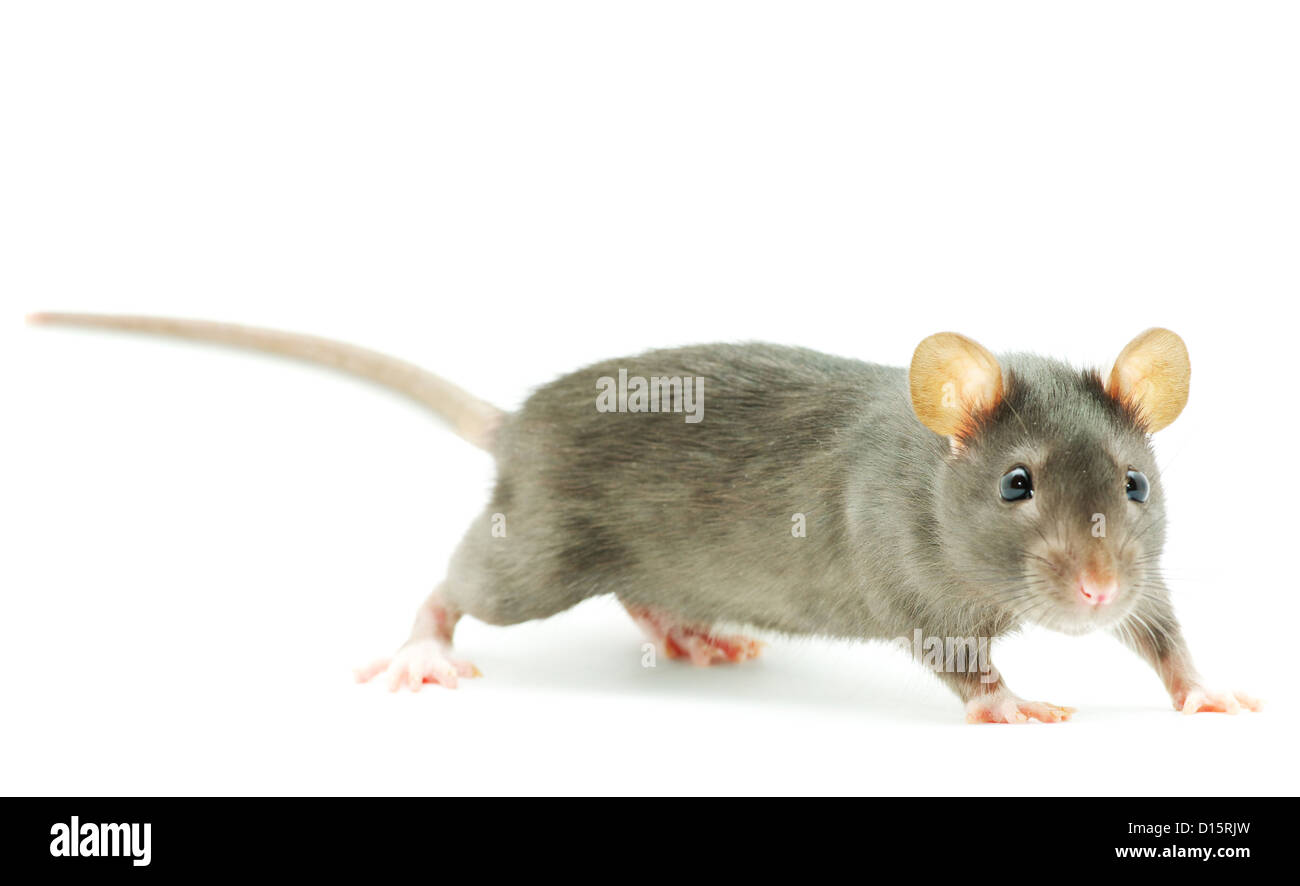 funny rat isolated on white background Stock Photo - Alamy
