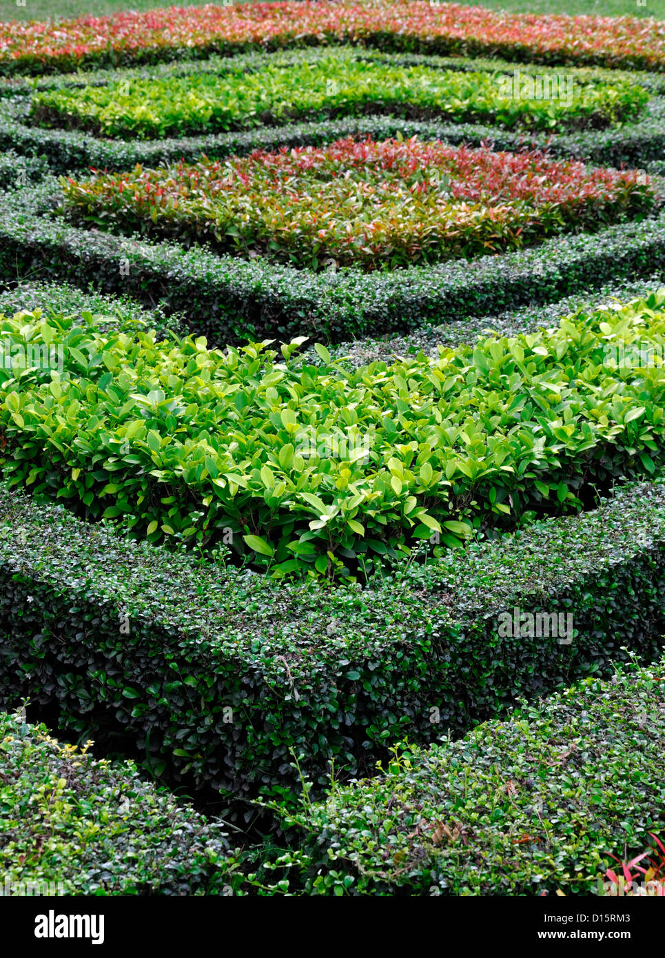 clipped clip trim trimmed cut box hedge hedging pieris green red garden ...