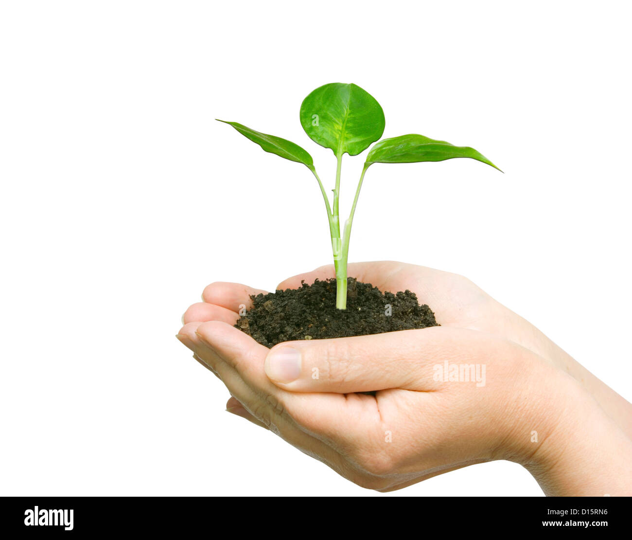 Hands holding sapling in soil on white Stock Photo - Alamy