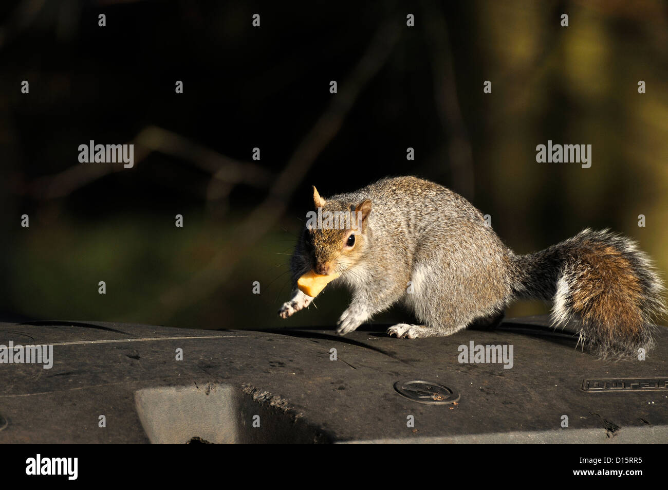 Large commercial rubbish bin hi-res stock photography and images - Alamy