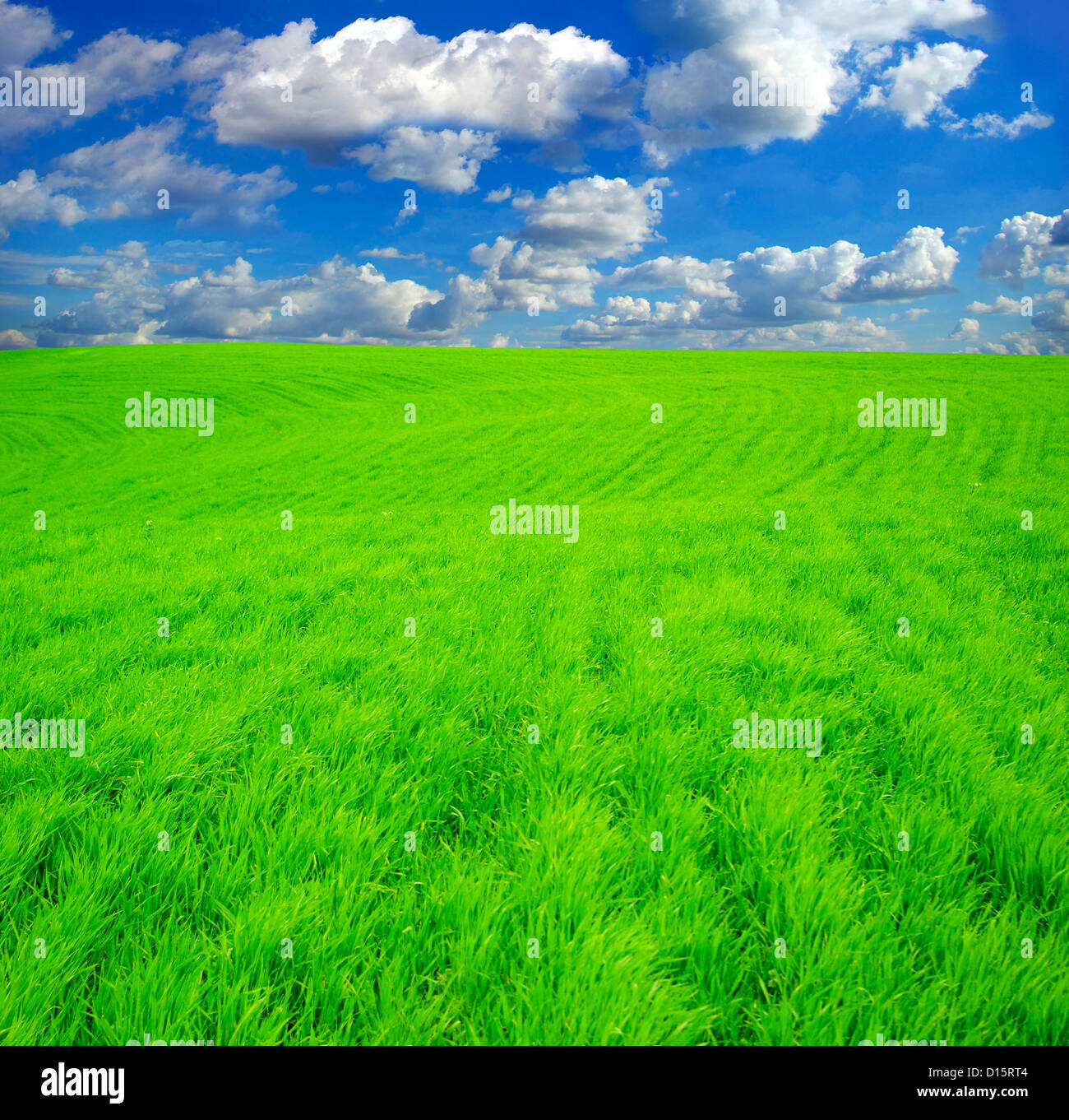 field on a background of the blue sky Stock Photo - Alamy