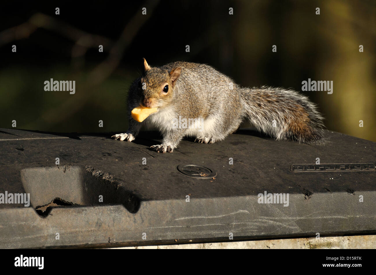 Large commercial rubbish bin hi-res stock photography and images - Alamy