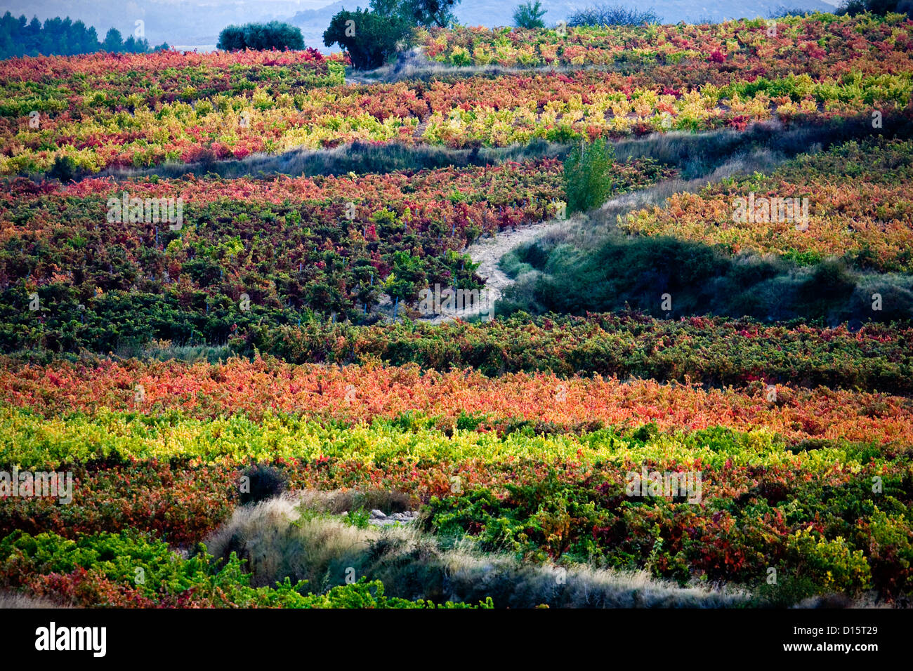 Vineyard. La Guardia. Alava. Basque country. Spain Stock Photo - Alamy