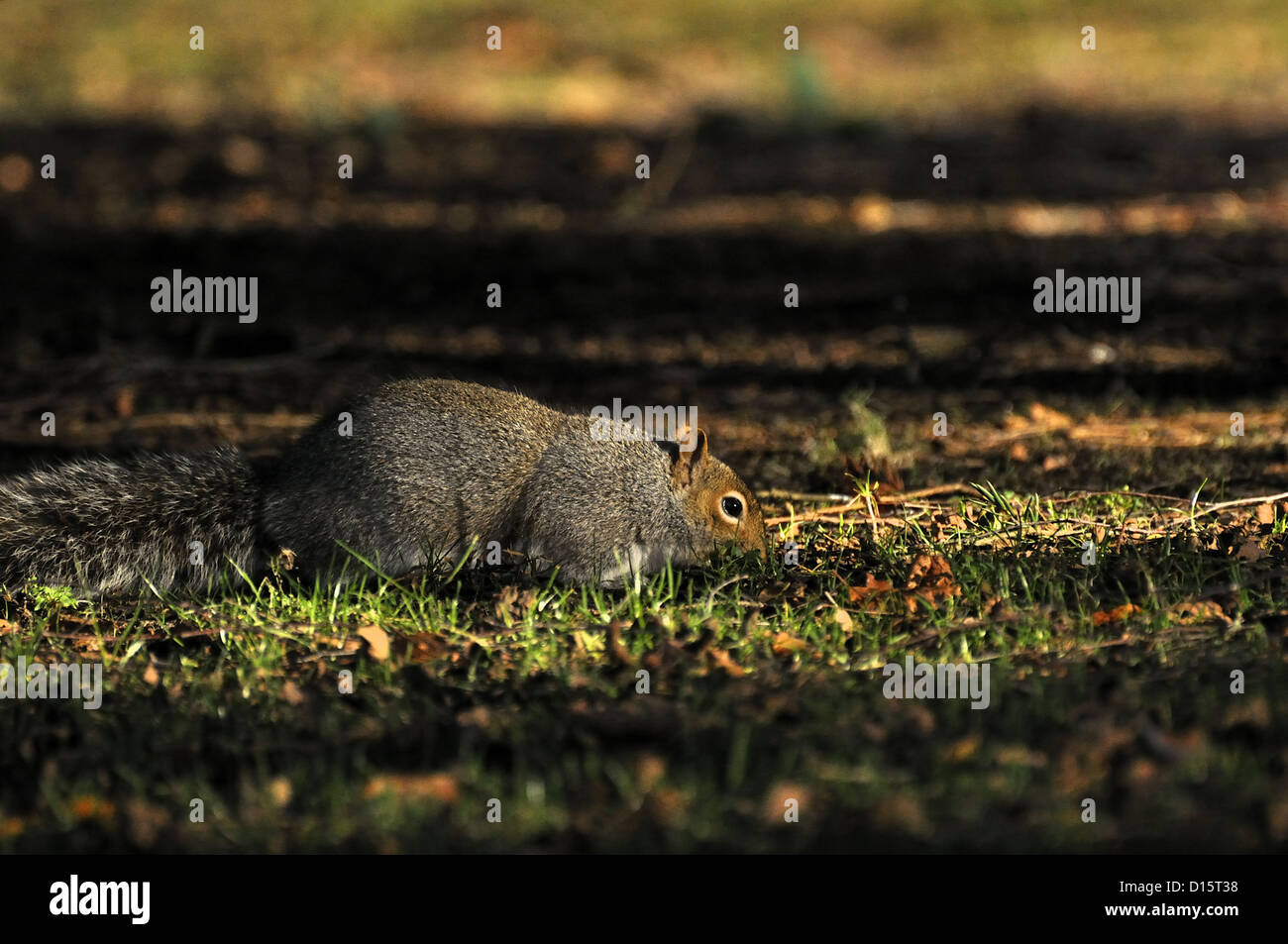 Ground forager hi-res stock photography and images - Alamy