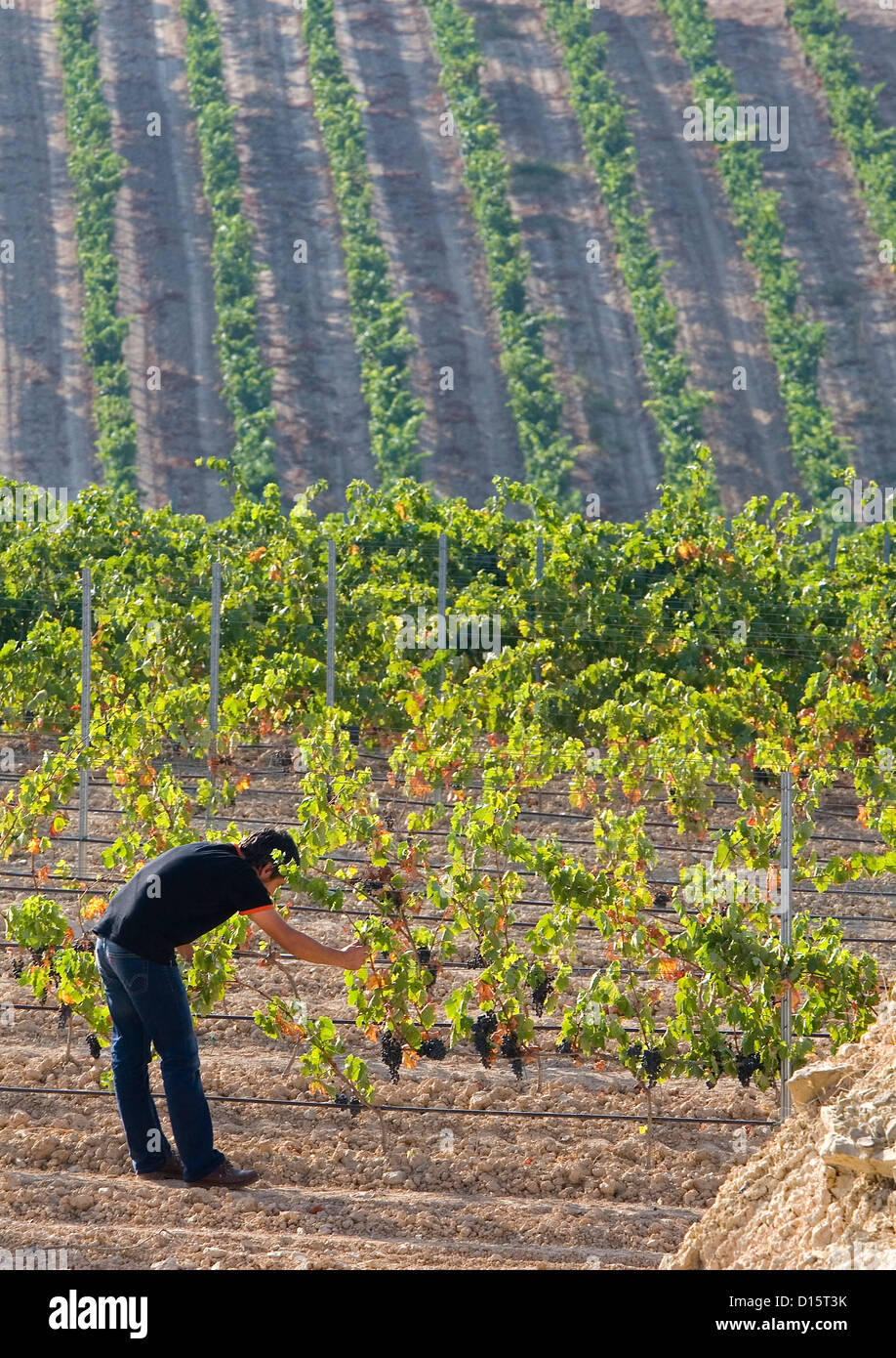 Vine grapevine vines viniculture plantations plantation agriculture ...
