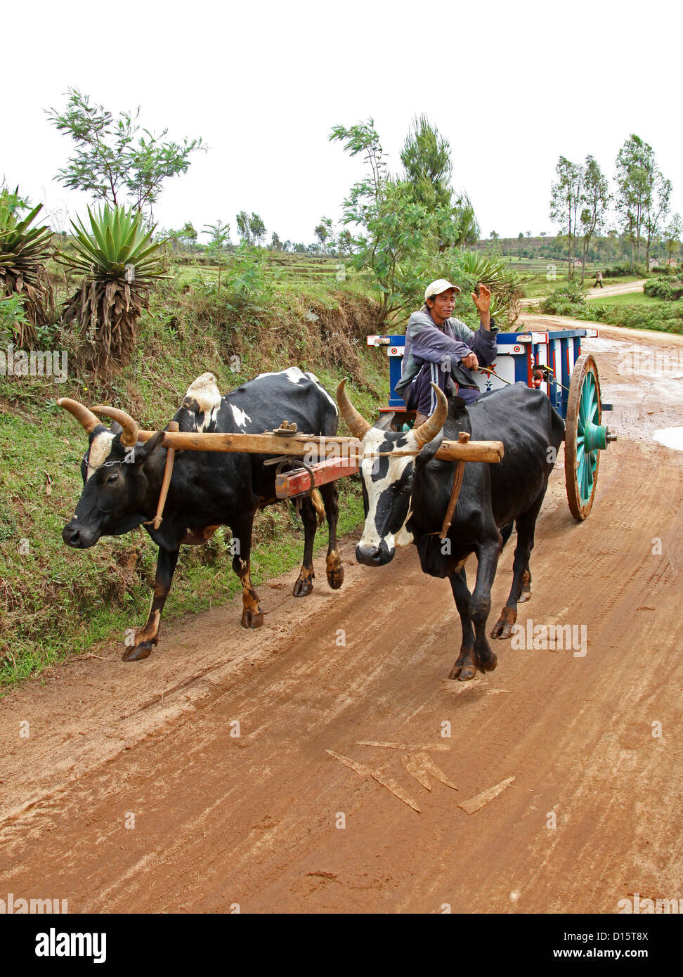 Farming rural ox oxen farming hi-res stock photography and images - Alamy