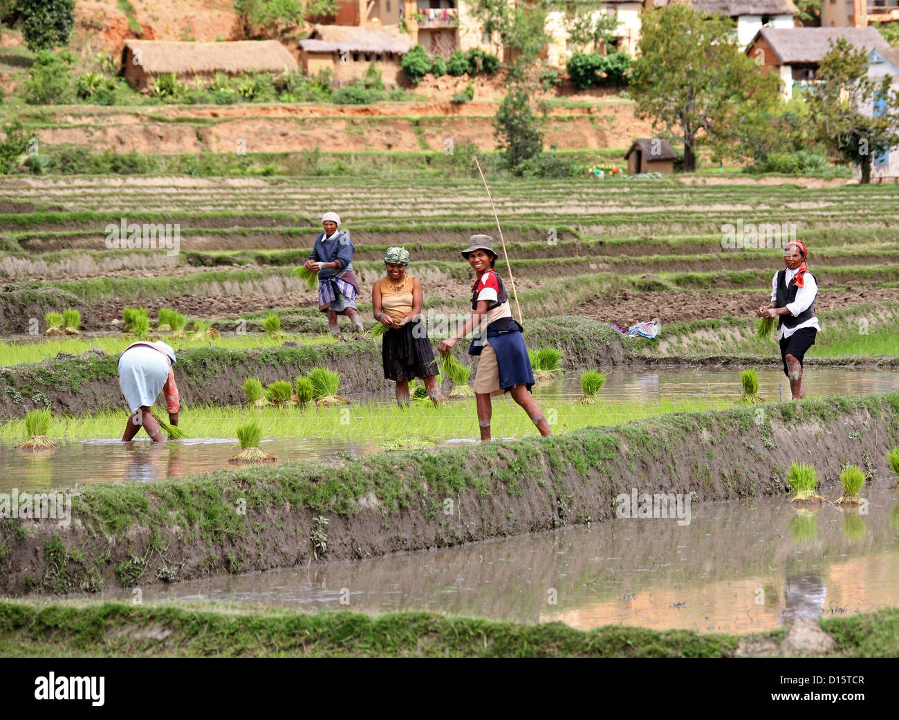 African women working in fields hi-res stock photography and images - Alamy