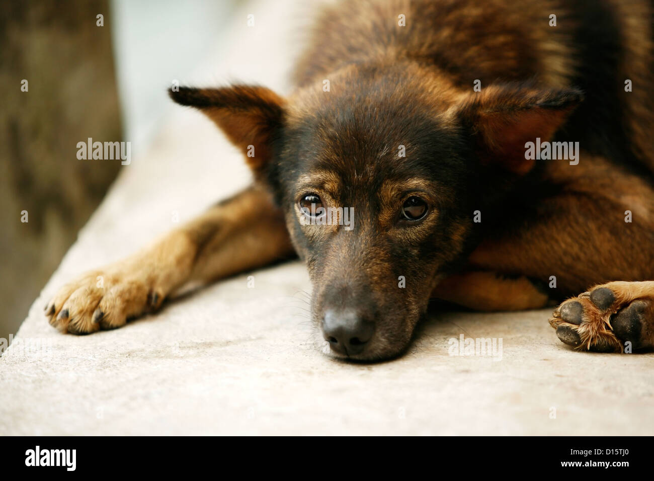 Brown color puppy with sad eyes looks Stock Photo - Alamy