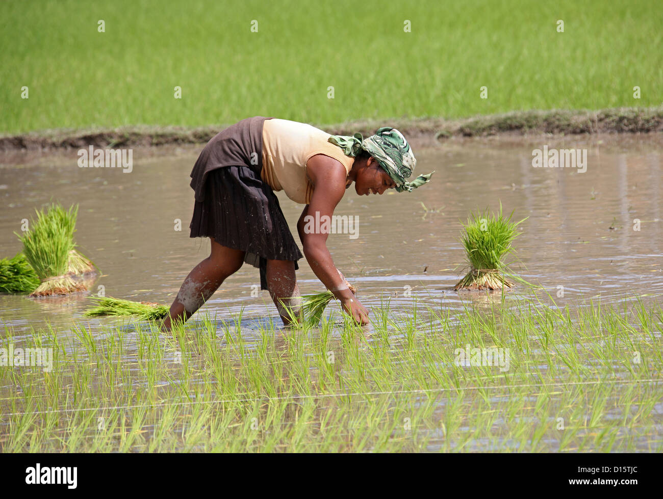 Malagasy Woman Planting Rice in Paddy Fields Near Ambositra, Madagascar ...