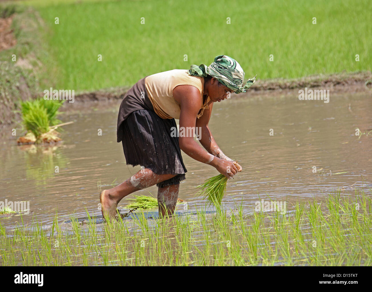 African women working in fields hi-res stock photography and images - Alamy