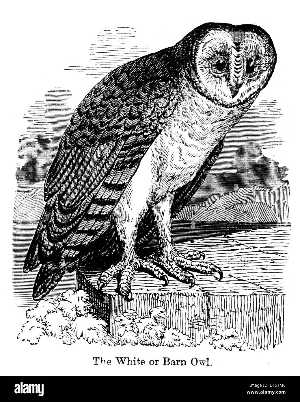 Victorian engraving Cut Out Stock Images & Pictures - Alamy