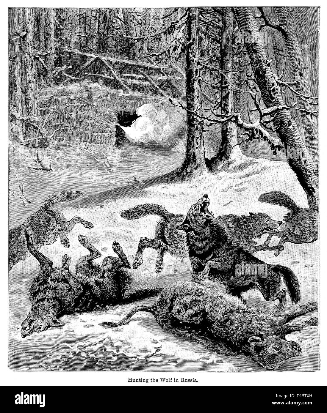 Victorian engraving of people hunting wolves in the forests of Russia ...