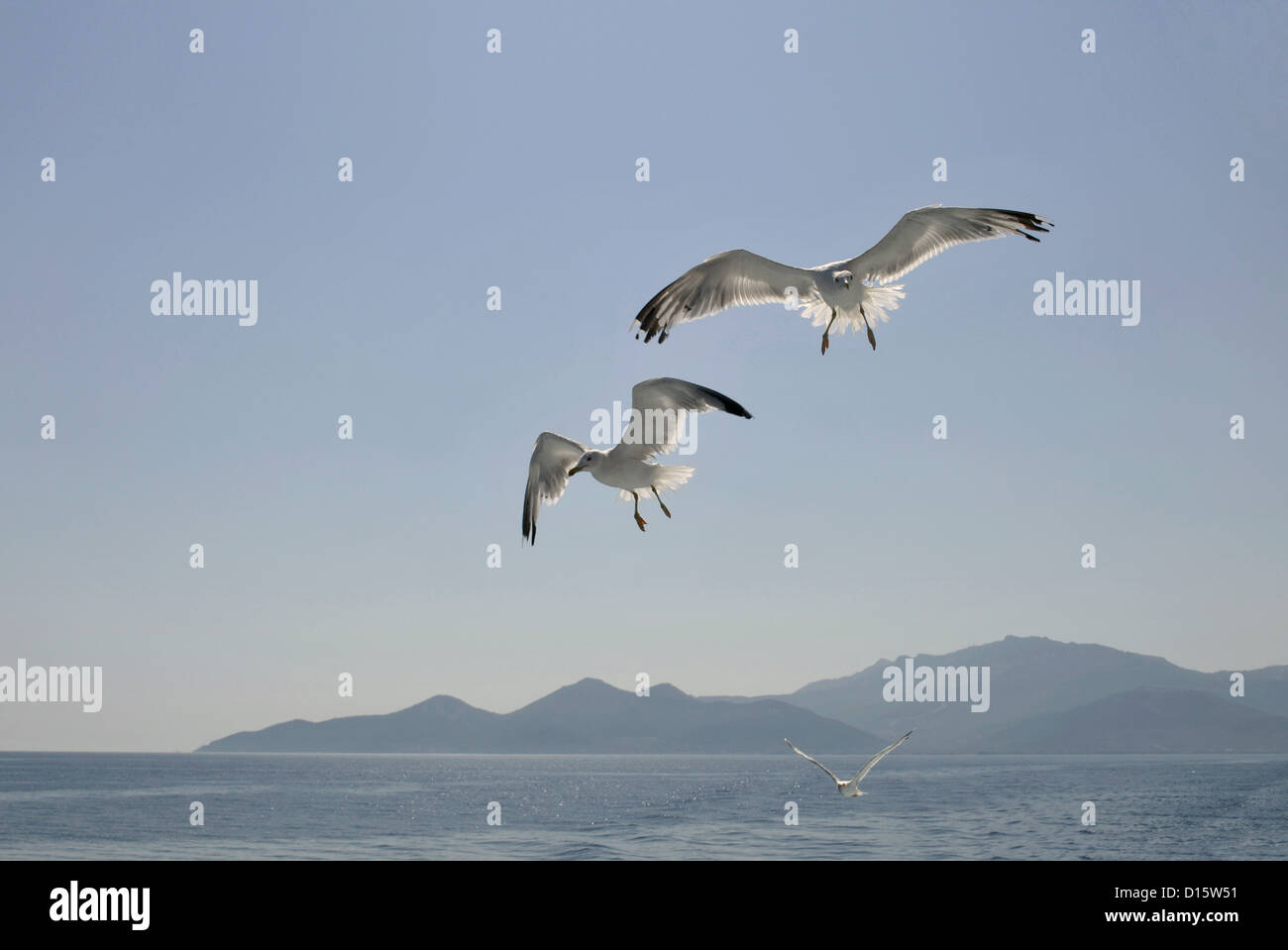 Flying seagulls over the sea Stock Photo - Alamy