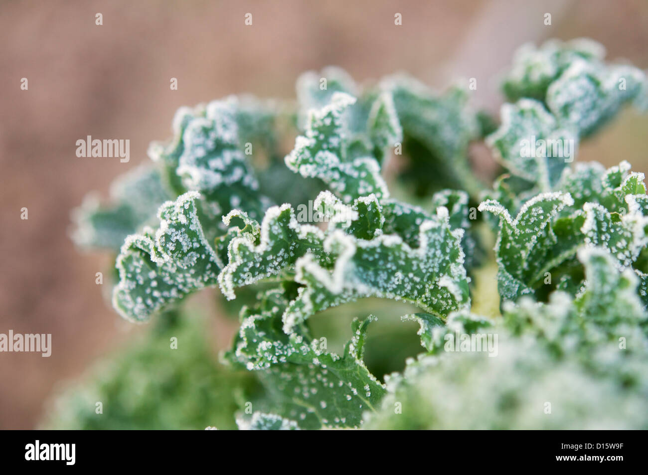 Kale leaves covered in frost in a garden in December Stock Photo - Alamy