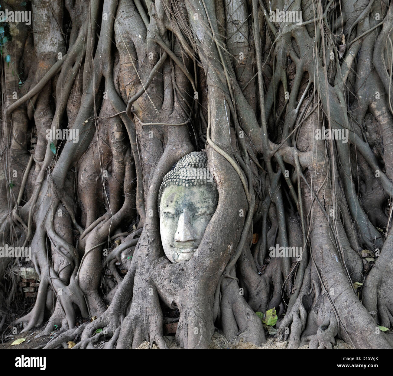 Stone Buddha head embedded bodhi tree roots Wat Mahathat Buddhist ...