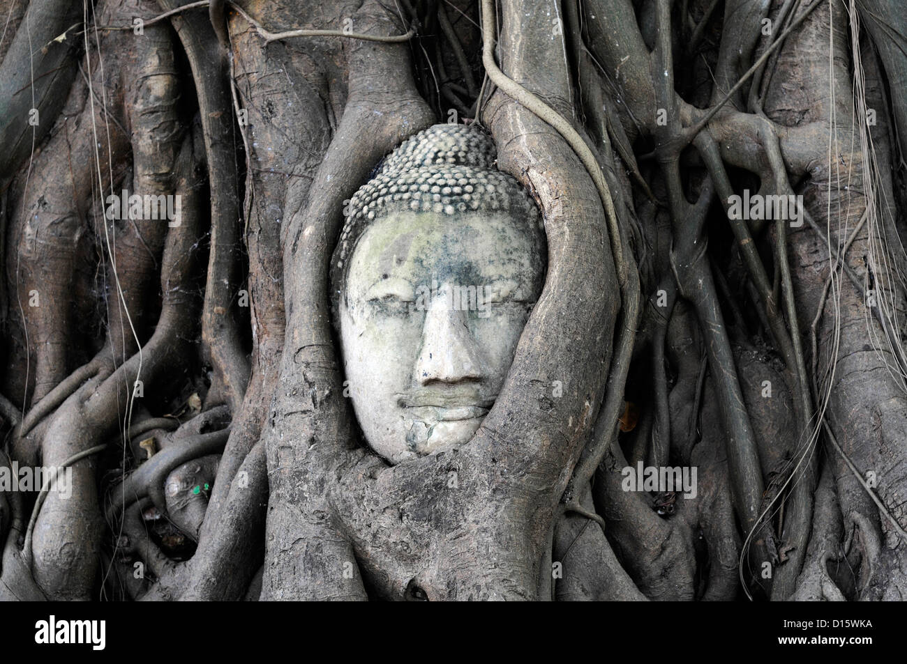 Stone buddha head embedded bodhi hi-res stock photography and images ...