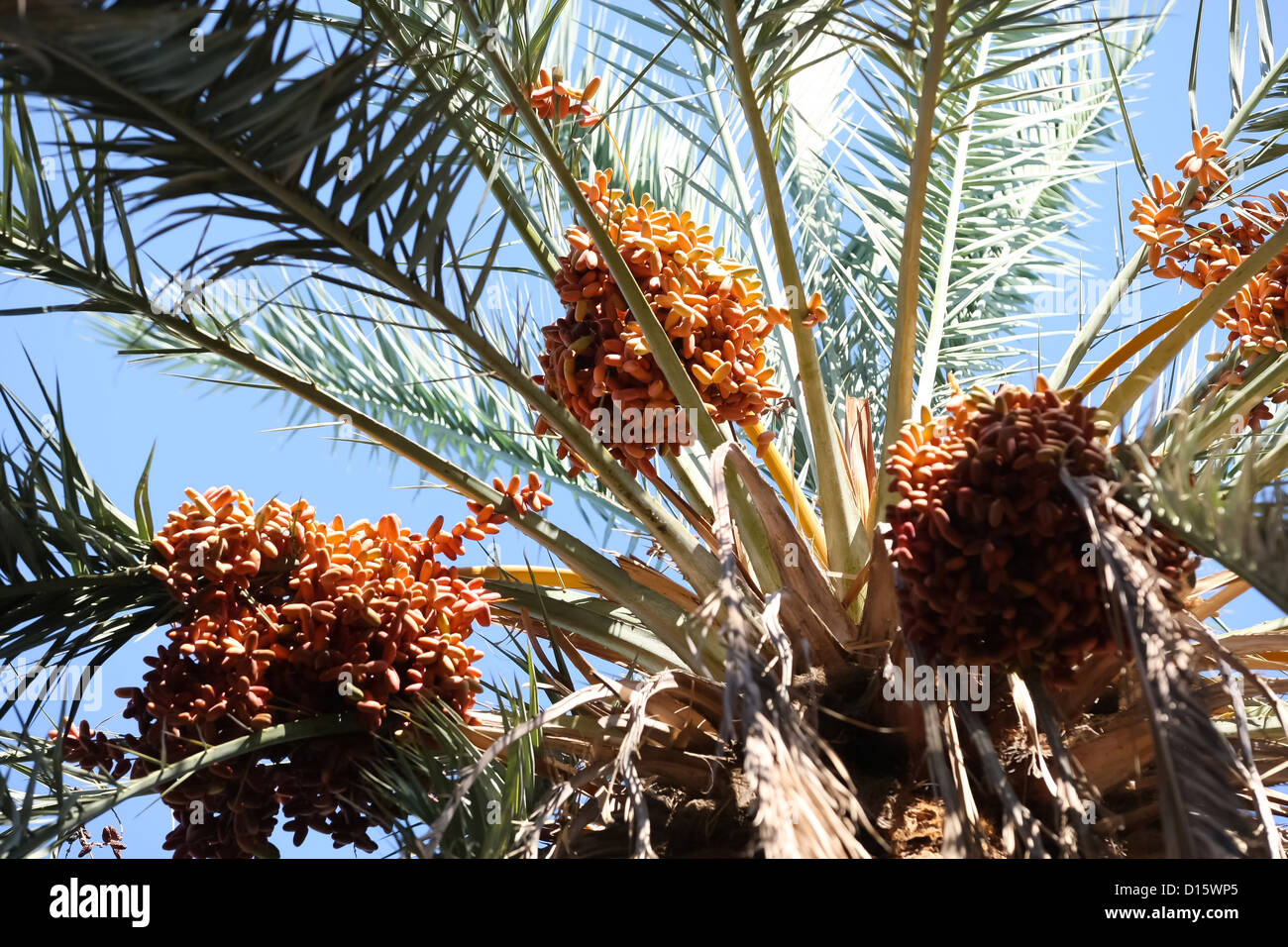 Close up of date fruits on the date palms in the largest oasis of ...
