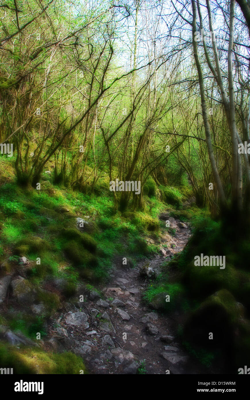 Forest path, Peak District, Derbyshire Stock Photo - Alamy