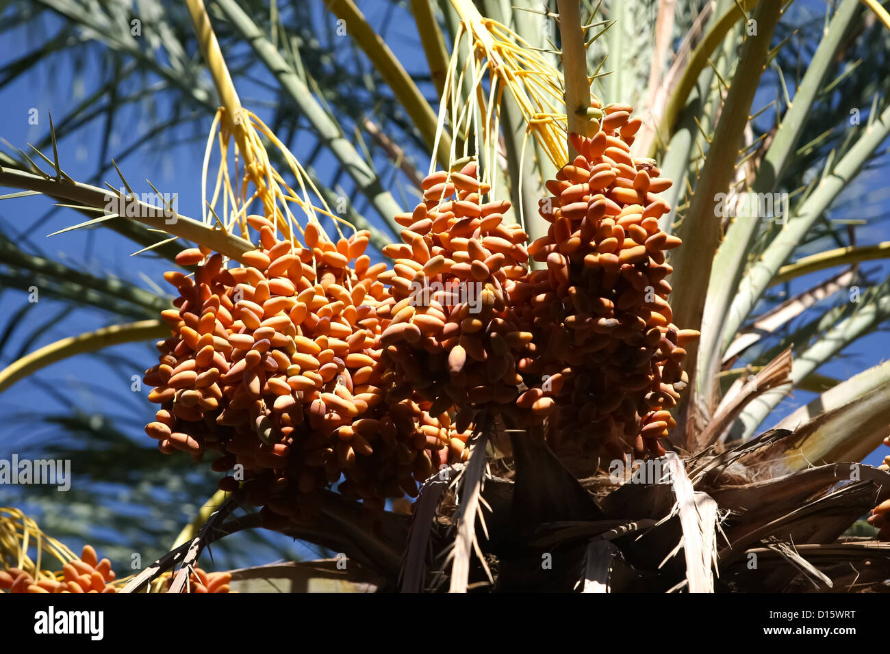 Close up of date fruits on the date palms in the largest oasis of ...