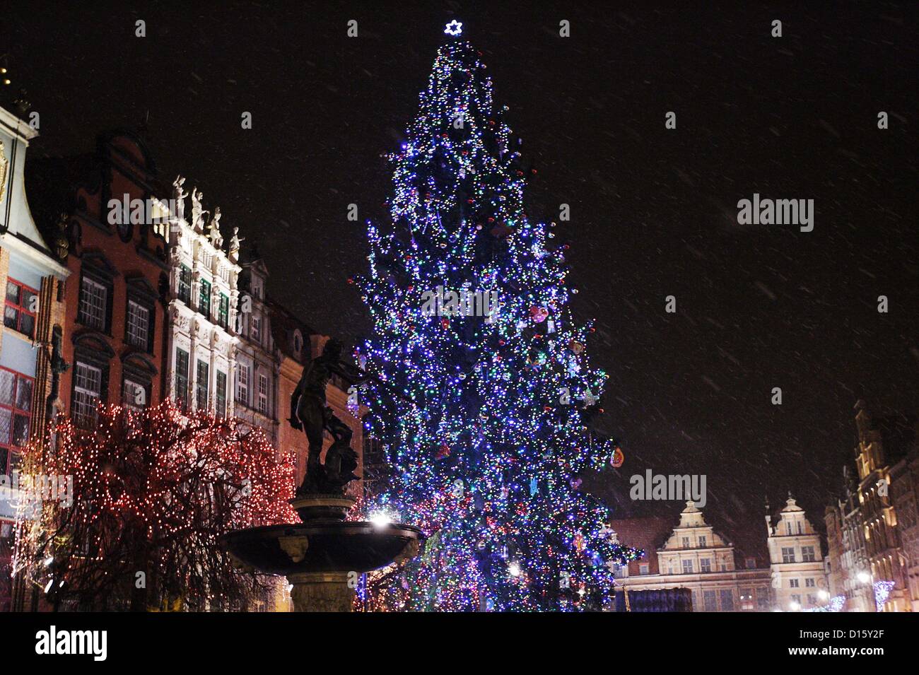 Gdansk, Poland 8th, December 2012 The tallest Christmas tree in Poland ...