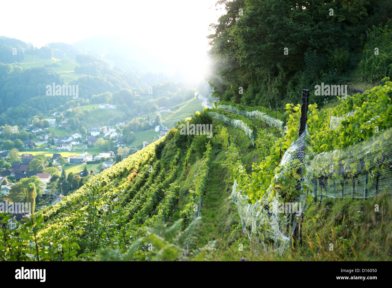 View of the vineyard and valley village Stock Photo - Alamy