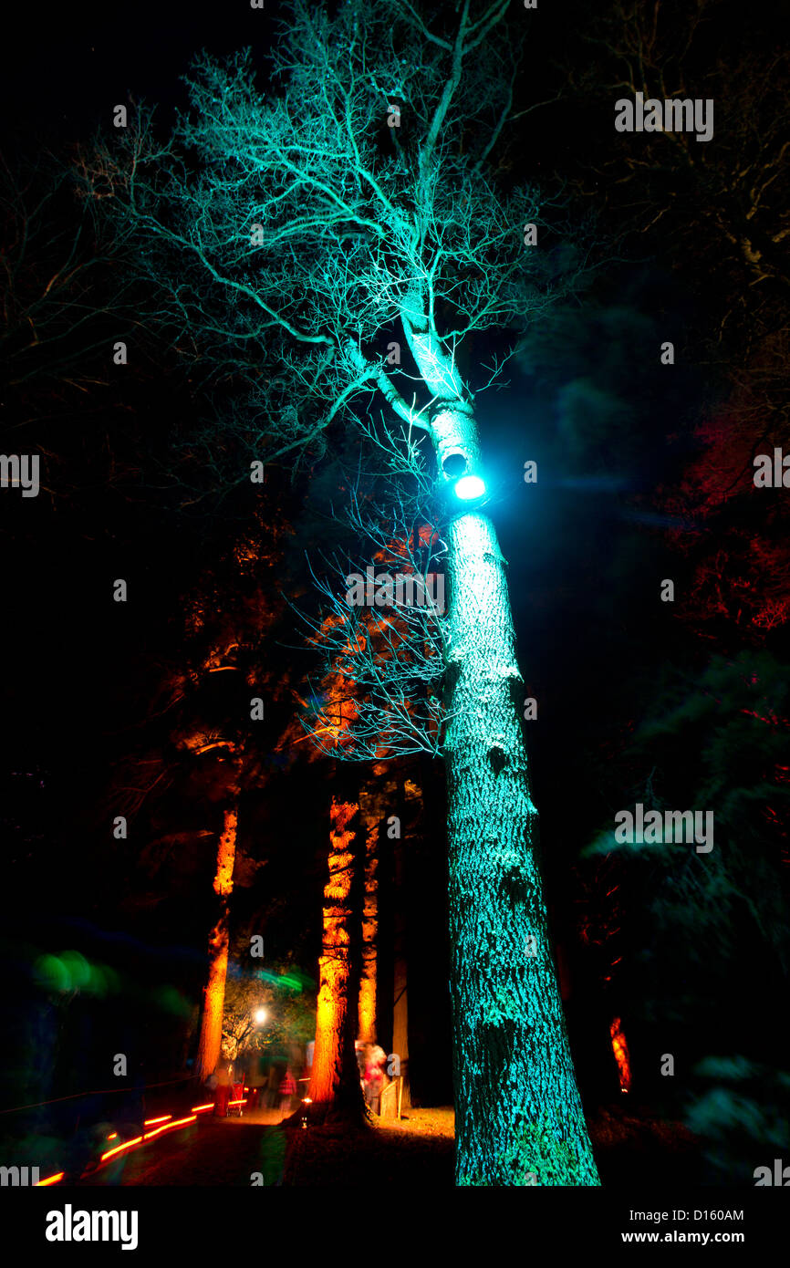 Big white tree, at Enchanted Christmas, Westonbirt, The National ...