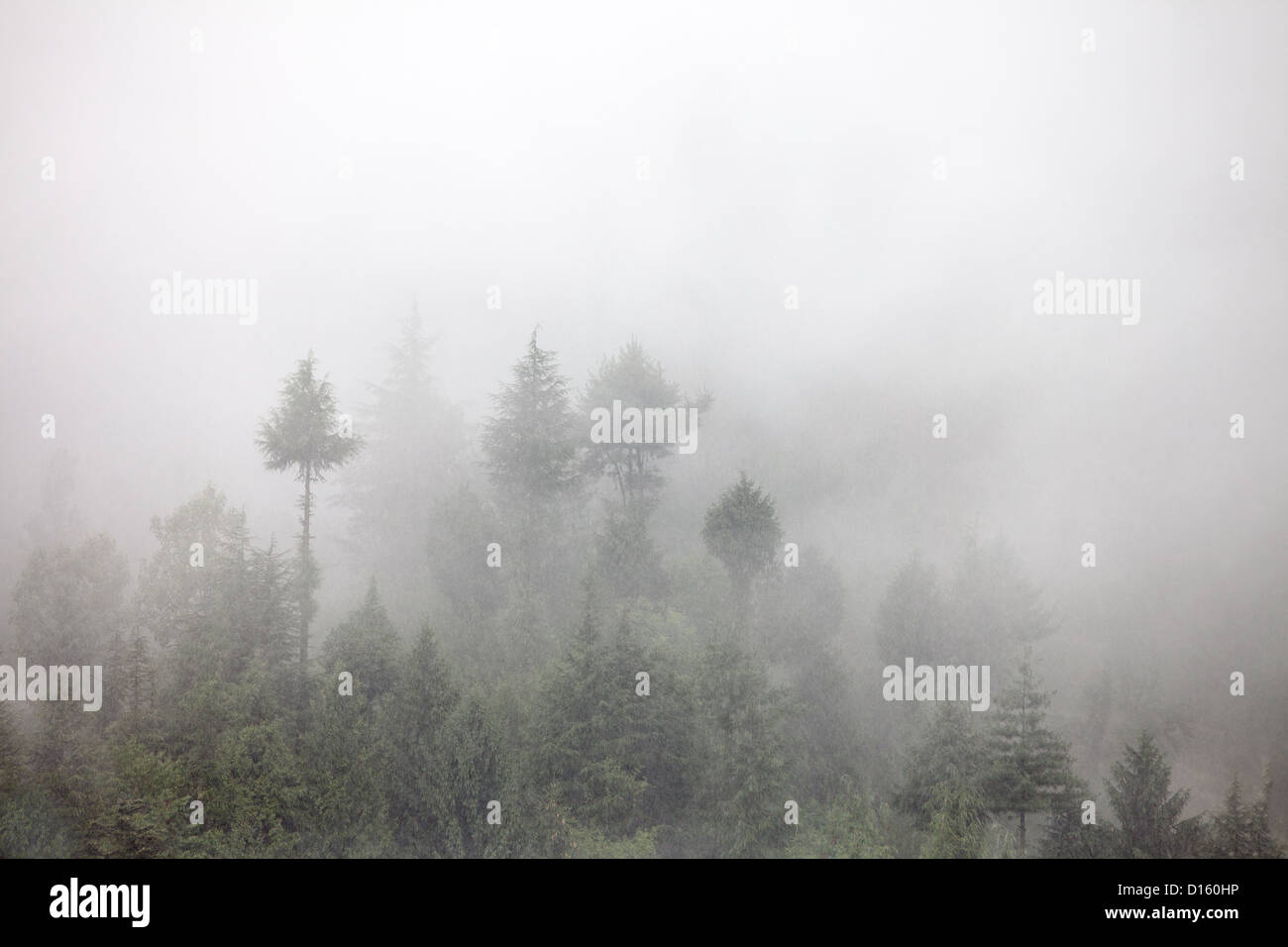 Fog in the morning forest Stock Photo - Alamy