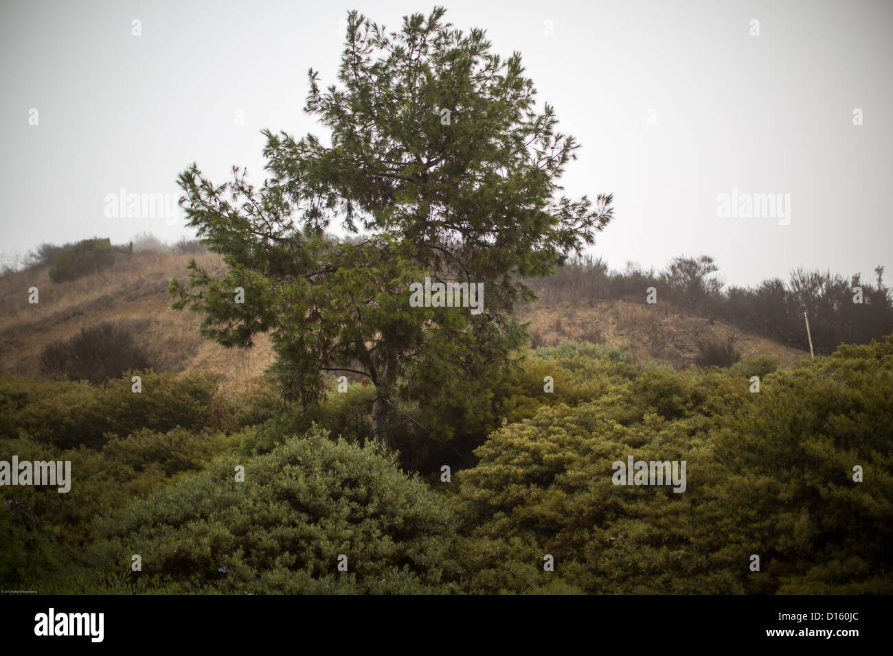 Low lying bushes hi-res stock photography and images - Alamy