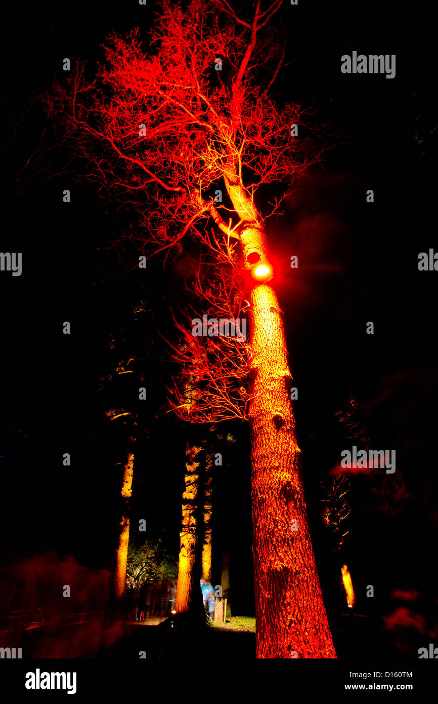 Big red tree, at Enchanted Christmas, Westonbirt, The National ...