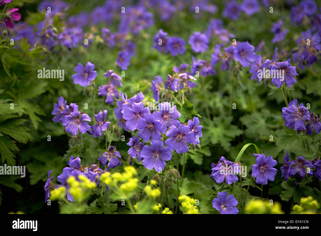 Geranium johnsons blue flowers hi-res stock photography and images - Alamy