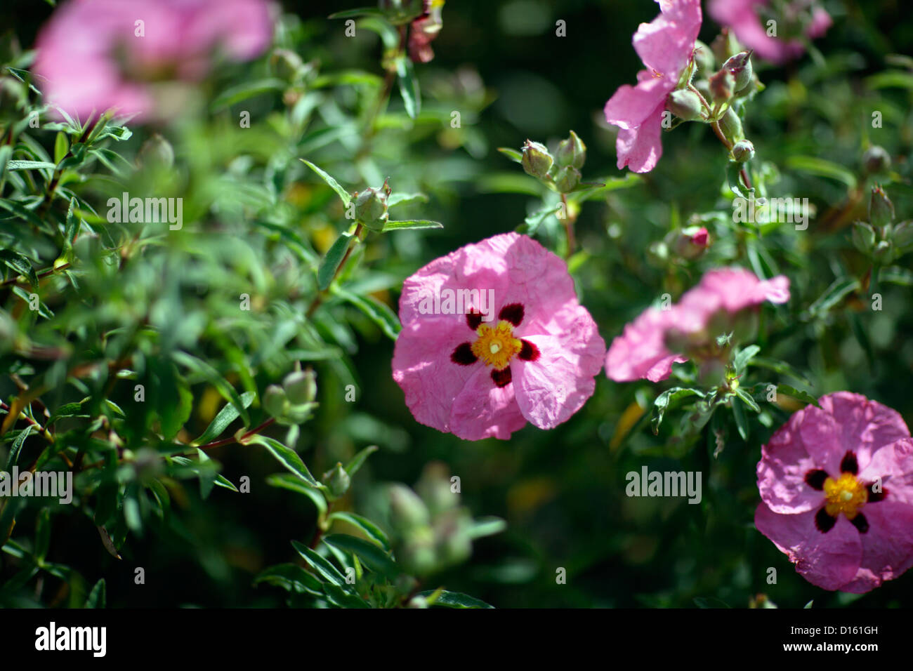 cistus rock rose, sun rose Stock Photo - Alamy