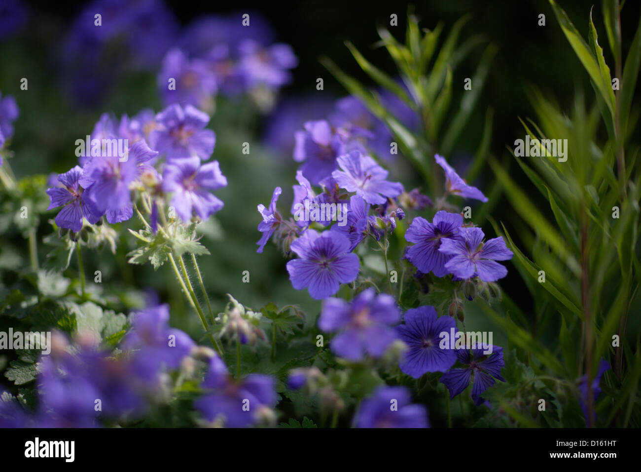 Geranium johnsons blue hi-res stock photography and images - Alamy