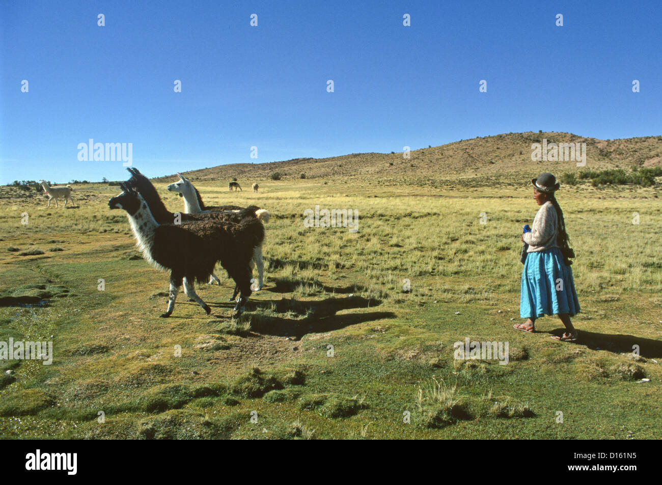 Native Aymara woman shepherd with llamas and alpacas in the Altiplano ...