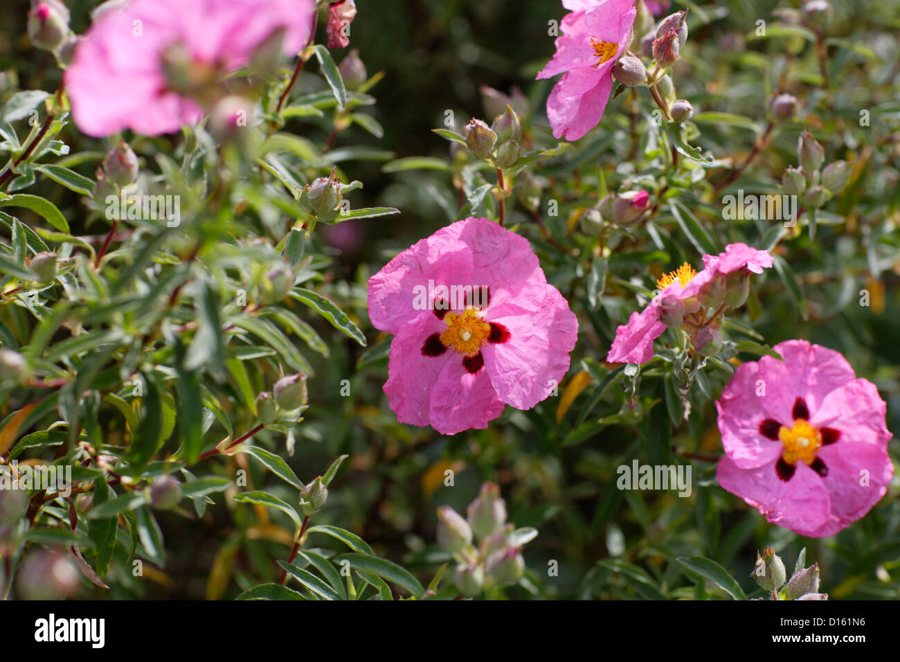 Ground cistus hi-res stock photography and images - Alamy