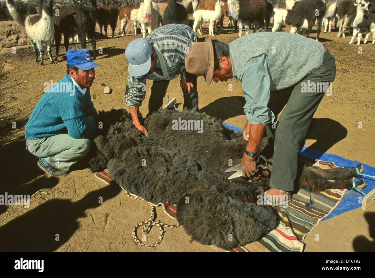 Native Aymara farmers shearing an alpaca in the Altiplano, Andes ...