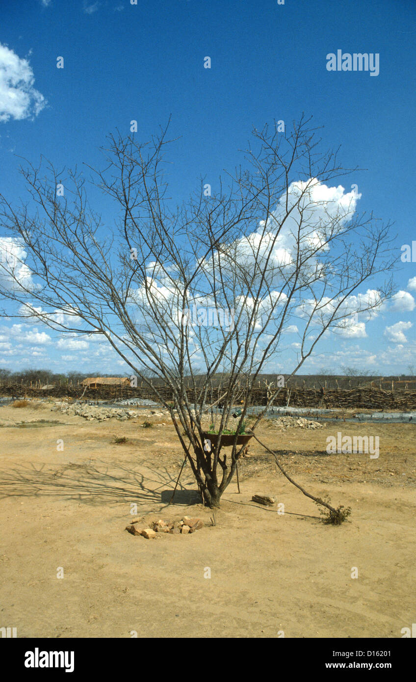Desertification in the Sertao region of North East Brazil Stock Photo ...