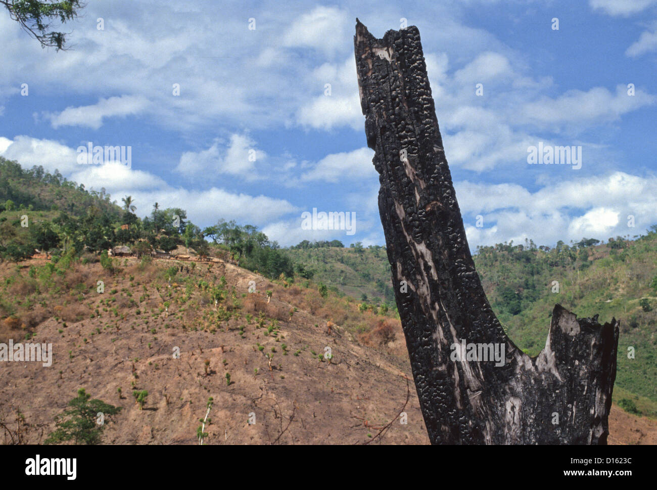 Burnt tropical forest due to fires and drought in East Timor Stock ...