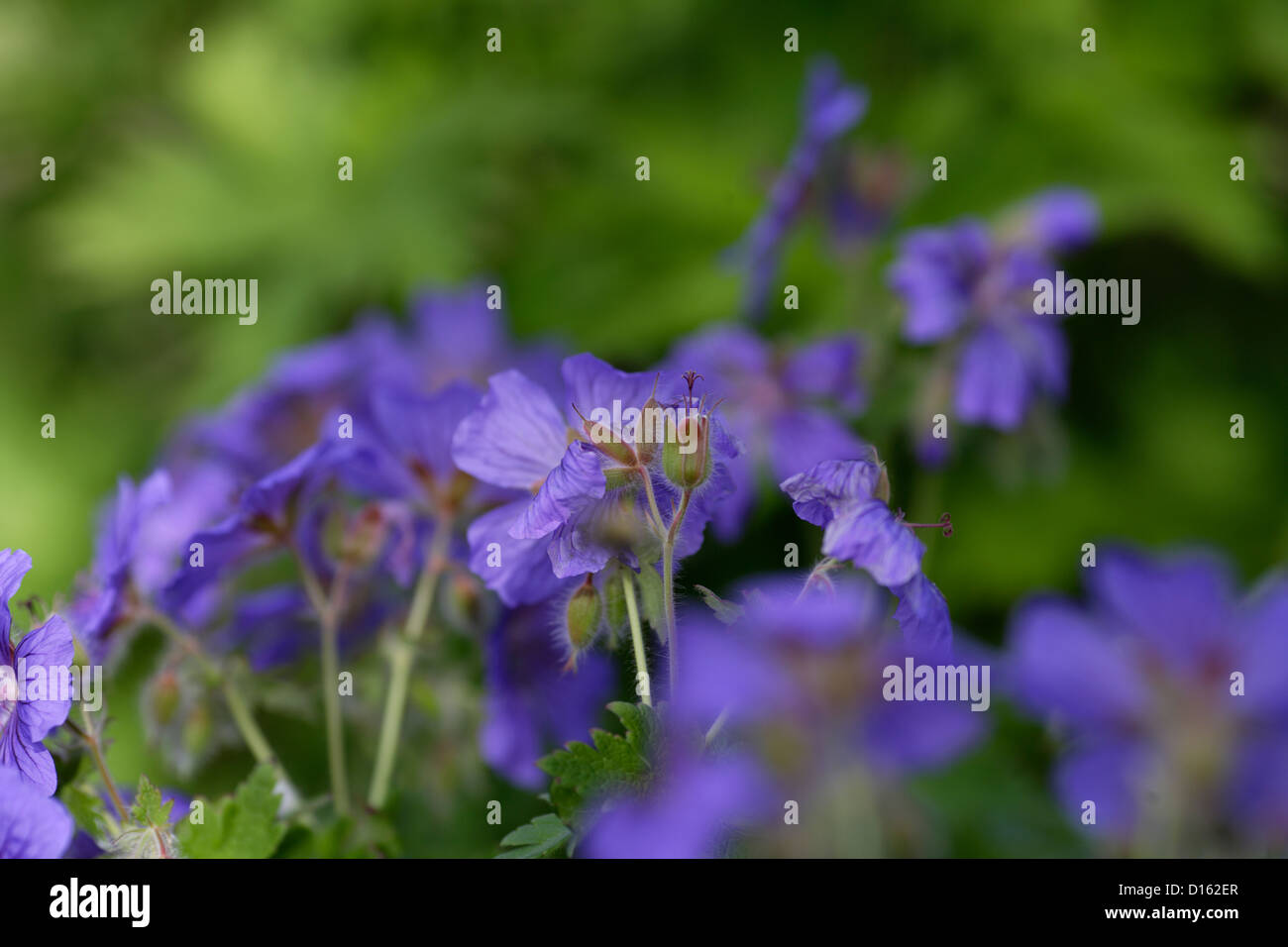 Geranium Johnsons Blue Stock Photo - Alamy