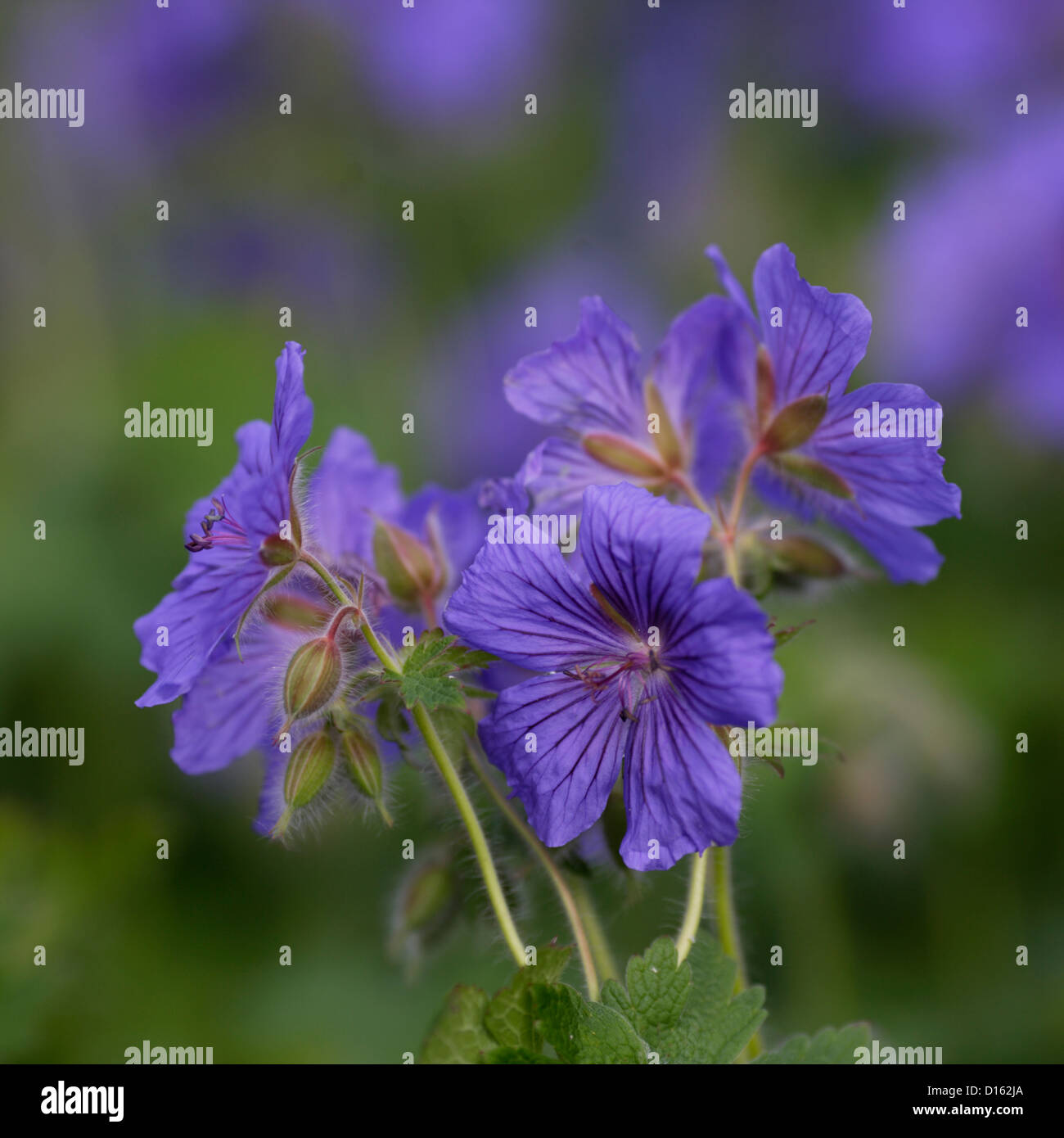 Geranium Johnsons Blue Stock Photo - Alamy