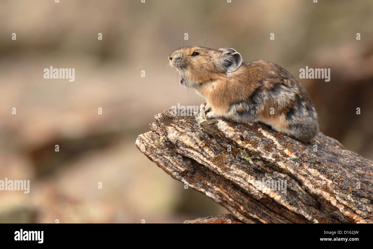 An American Pika barking from a rock perch Stock Photo - Alamy