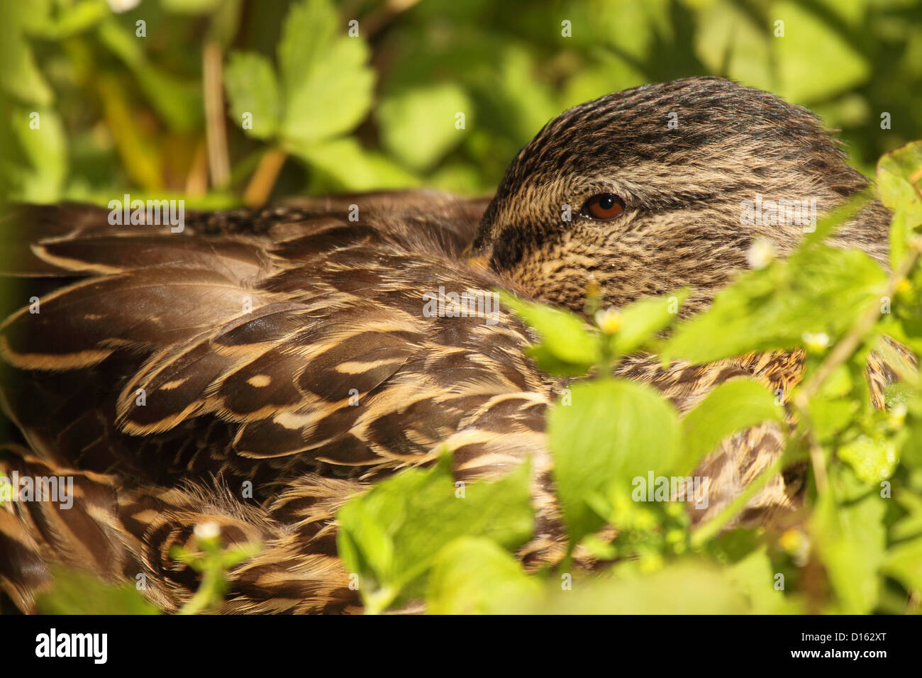A Grey Duck peeking out from a sea of green vegetation Stock Photo - Alamy