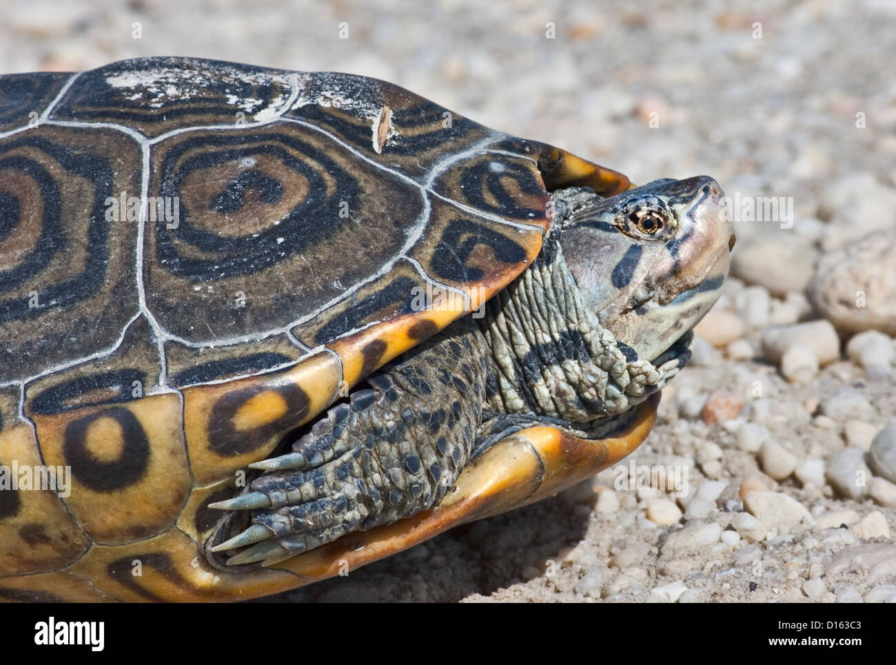 A closeup of a diamondback terrapin Stock Photo - Alamy